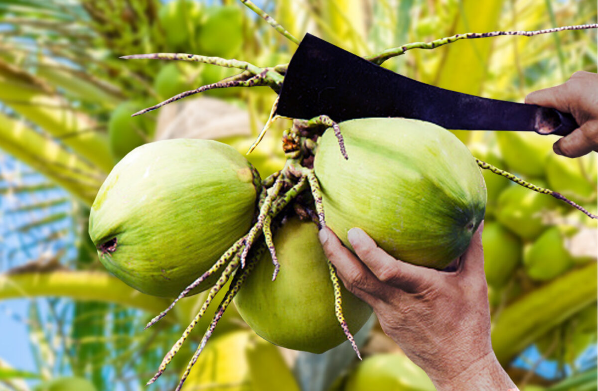 Coconut Farmers and Industry Development (CFID) Credit Program ...