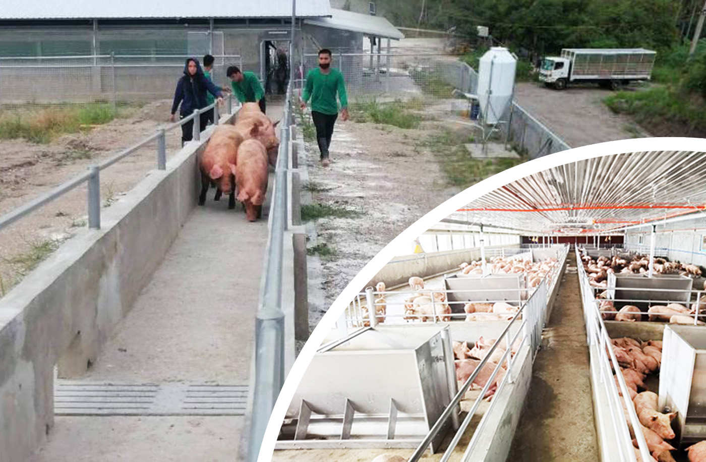 Swine Repopulation, Rehabilitation and Recovery (Swine R3) Credit Program Agricultural Credit ...