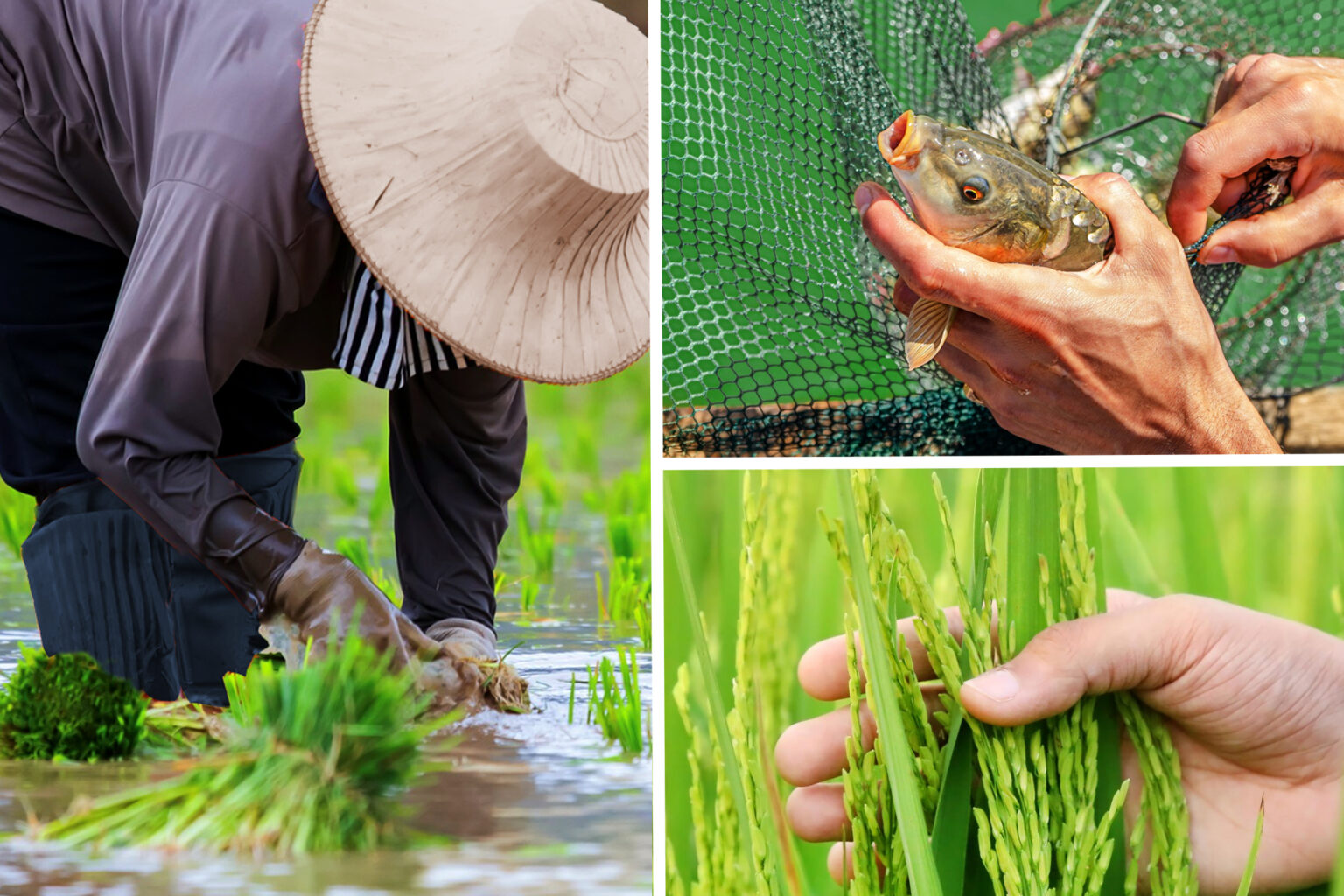 DA-ACPC - DBP AgriNegosyo Loan Program - Development Bank of the ...